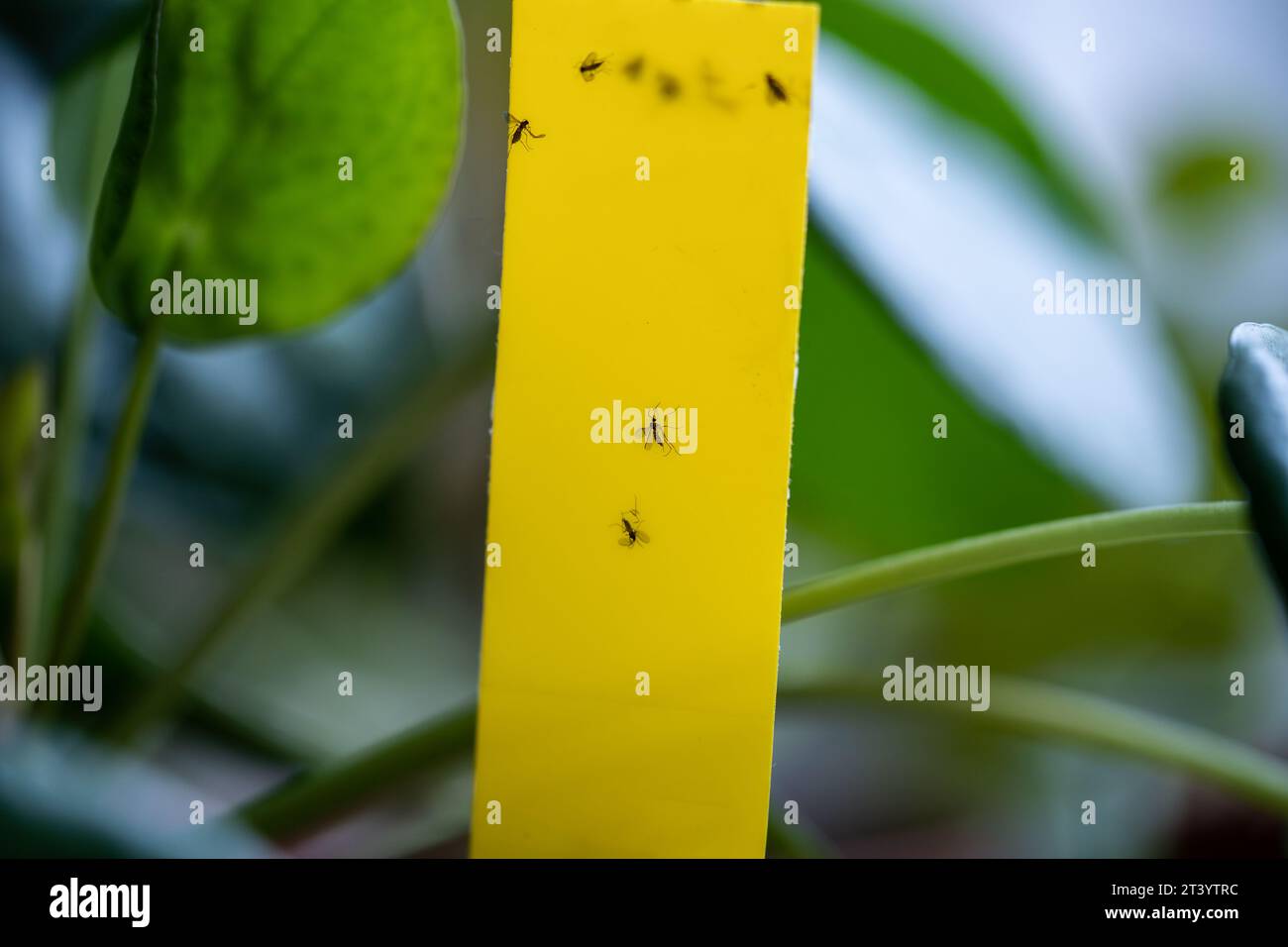 Fungus gnats houseplant hi-res stock photography and images - Alamy