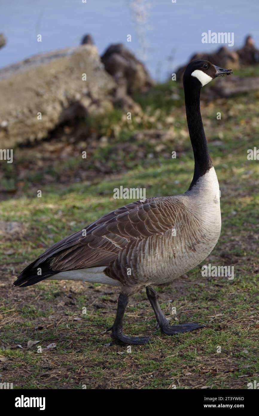 This photograph captures a Canada Goose on a winter morning. Canada ...