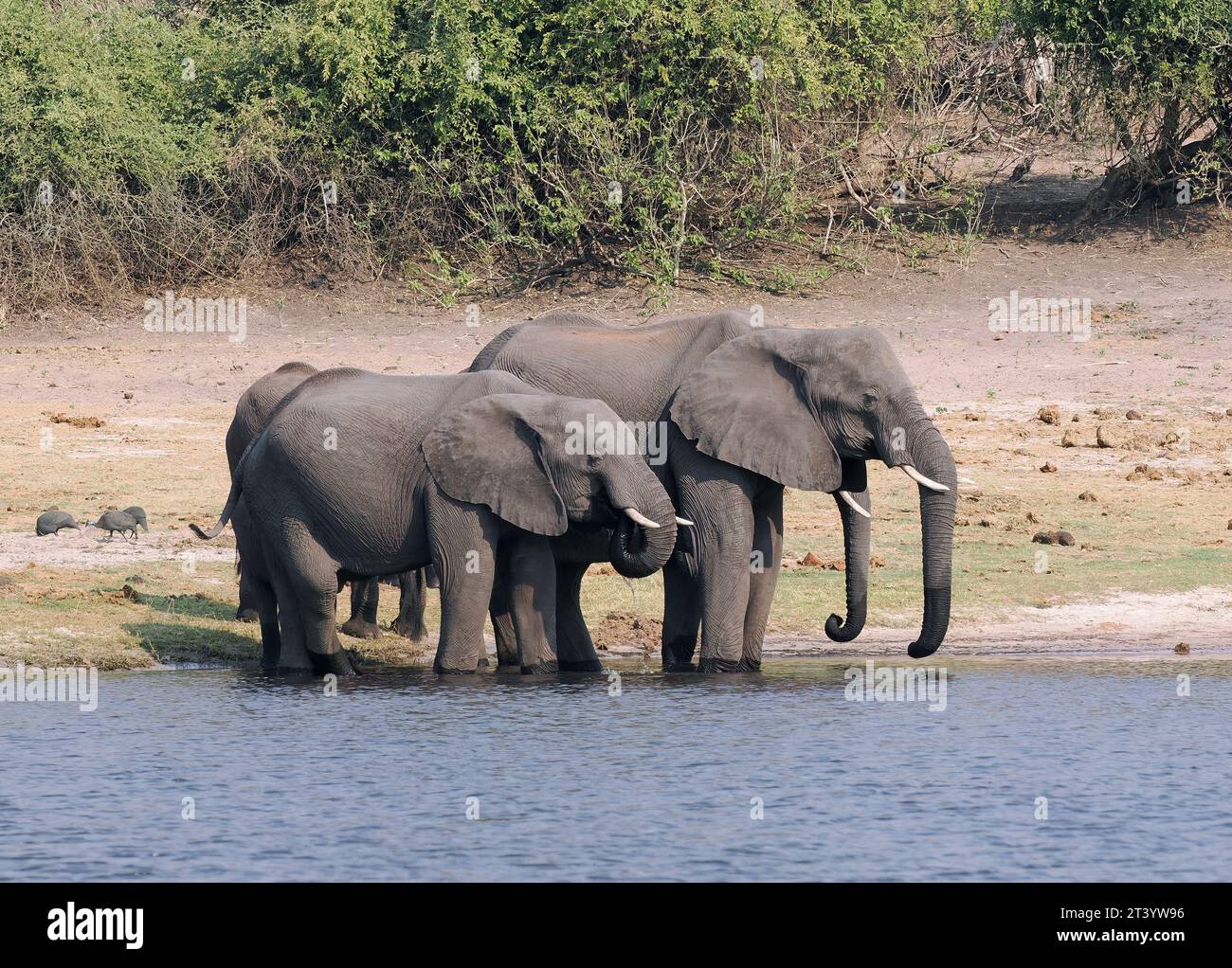African bush elephant, Afrikanischer Elefant, Éléphant de savane ...