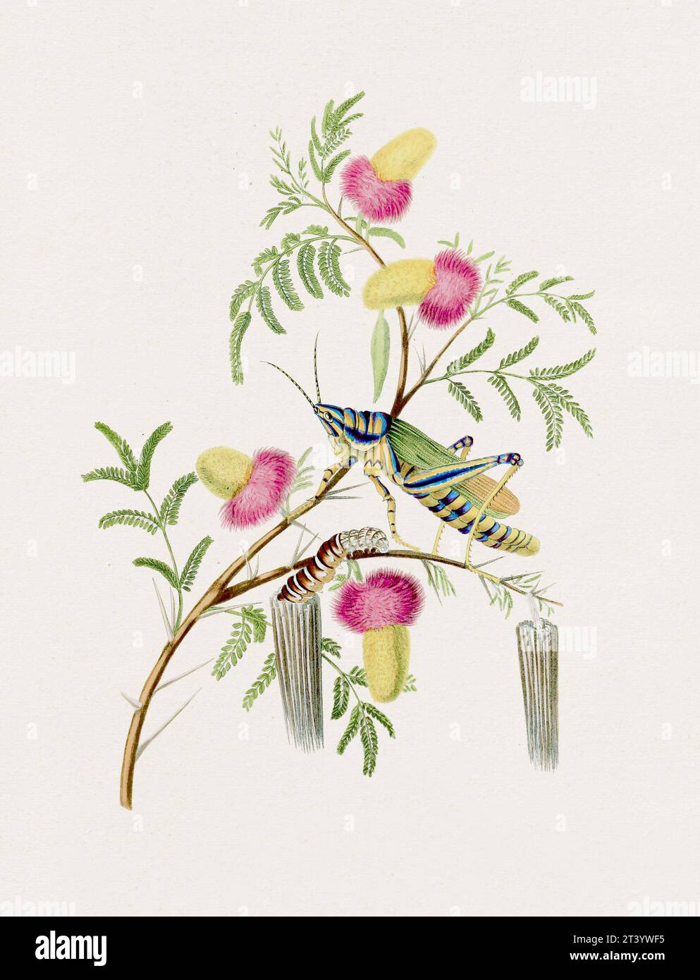 Antique Locust illustration. Blue Locust on an Acacia Tree. Antique ...