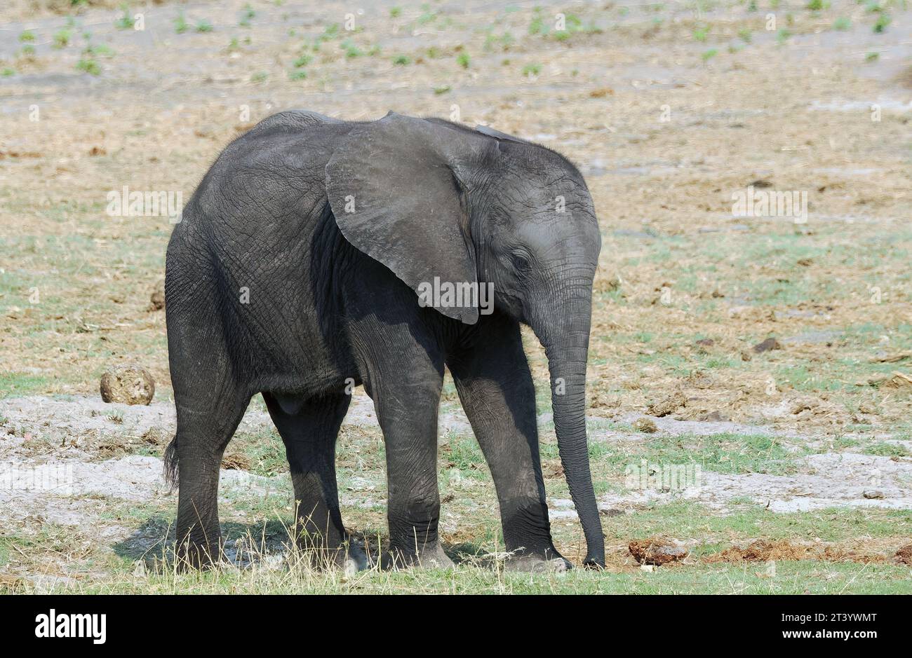 African bush elephant, Afrikanischer Elefant, Éléphant de savane ...