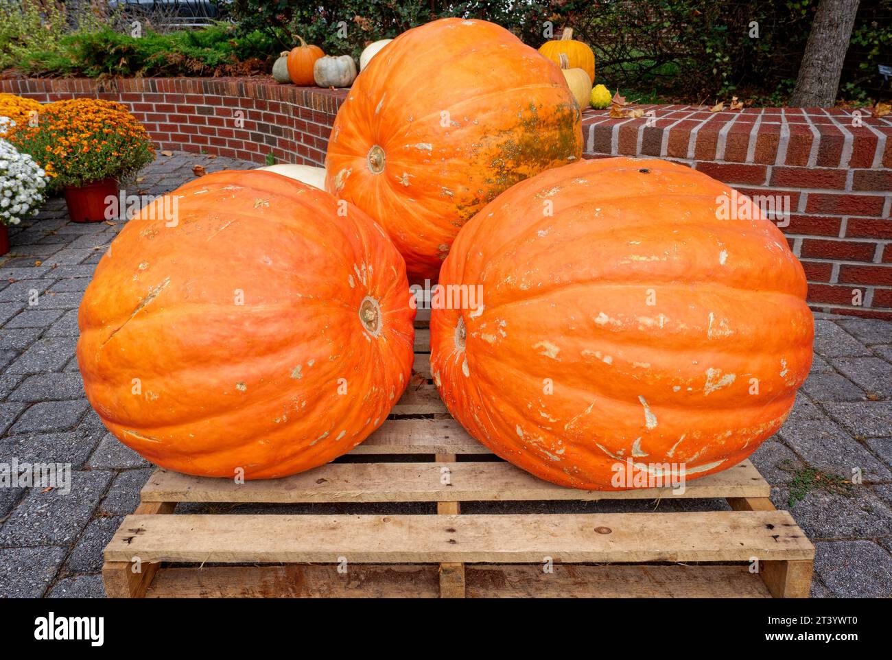 Oversized vegetable display hi-res stock photography and images - Alamy