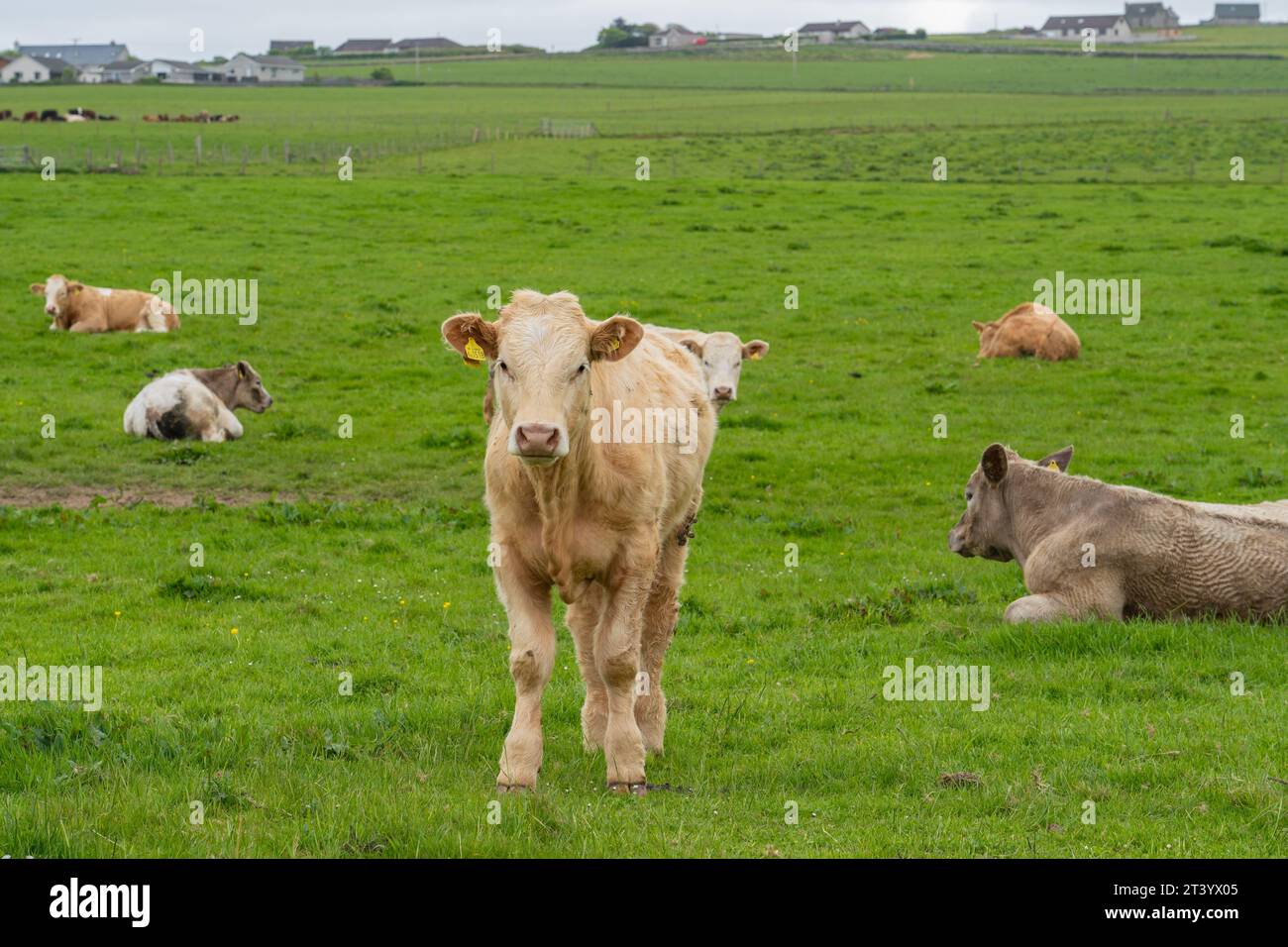 Cows in field orkney scotland hi-res stock photography and images - Alamy