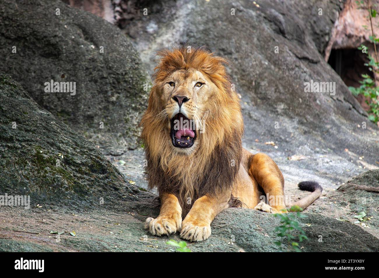 Large, powerful cat with a tawny coat and a mane in males. Found in ...