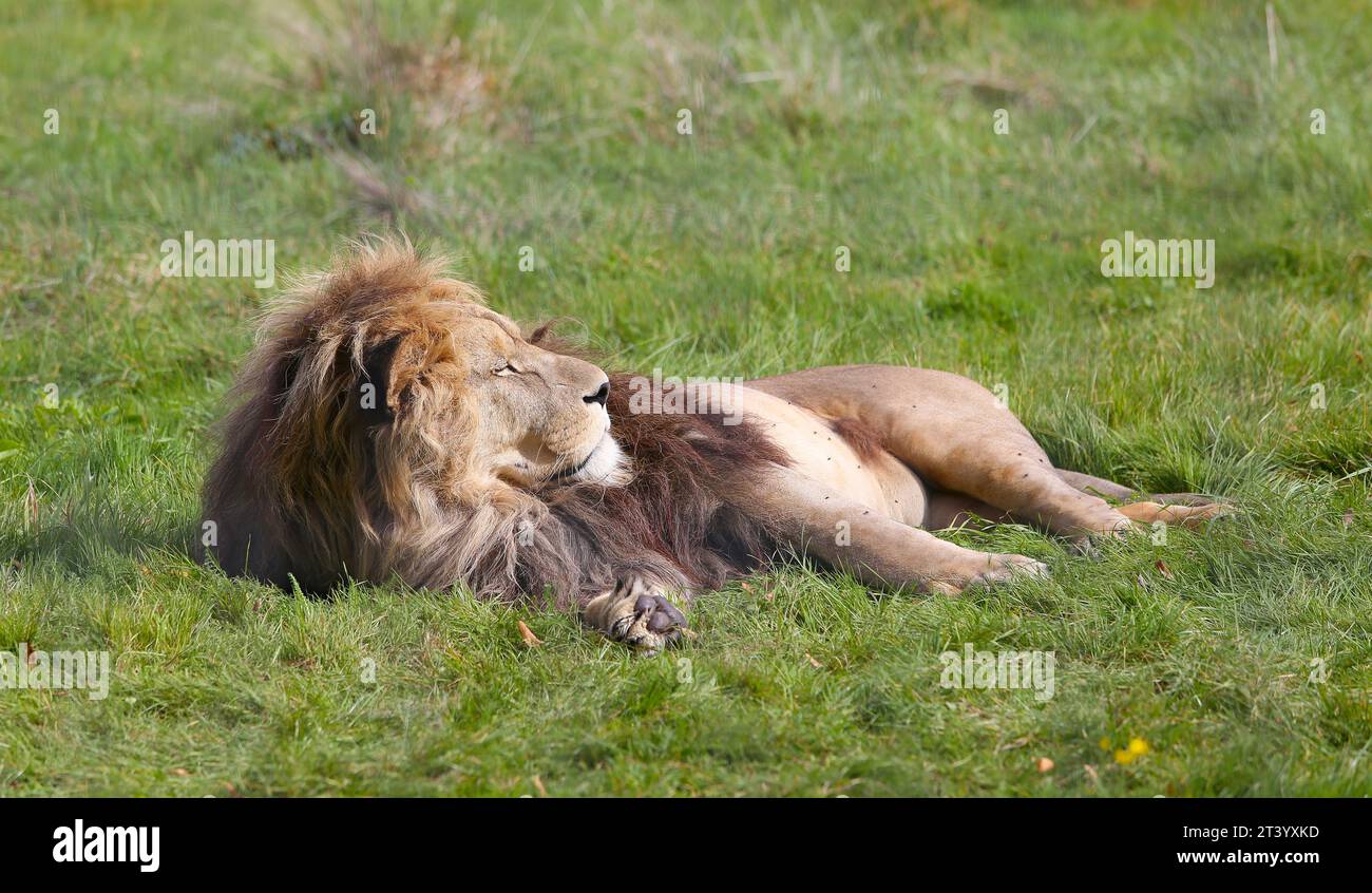 Atlas lion sleeping in a park in france Stock Photo - Alamy