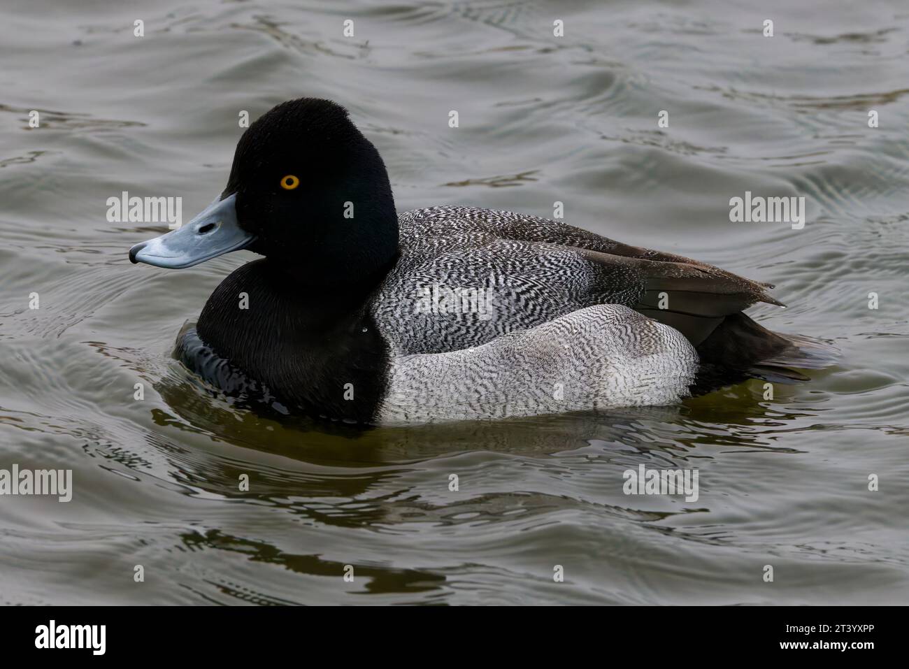 This photograph captures a Lesser Scaup (Male) on a winter morning. It ...