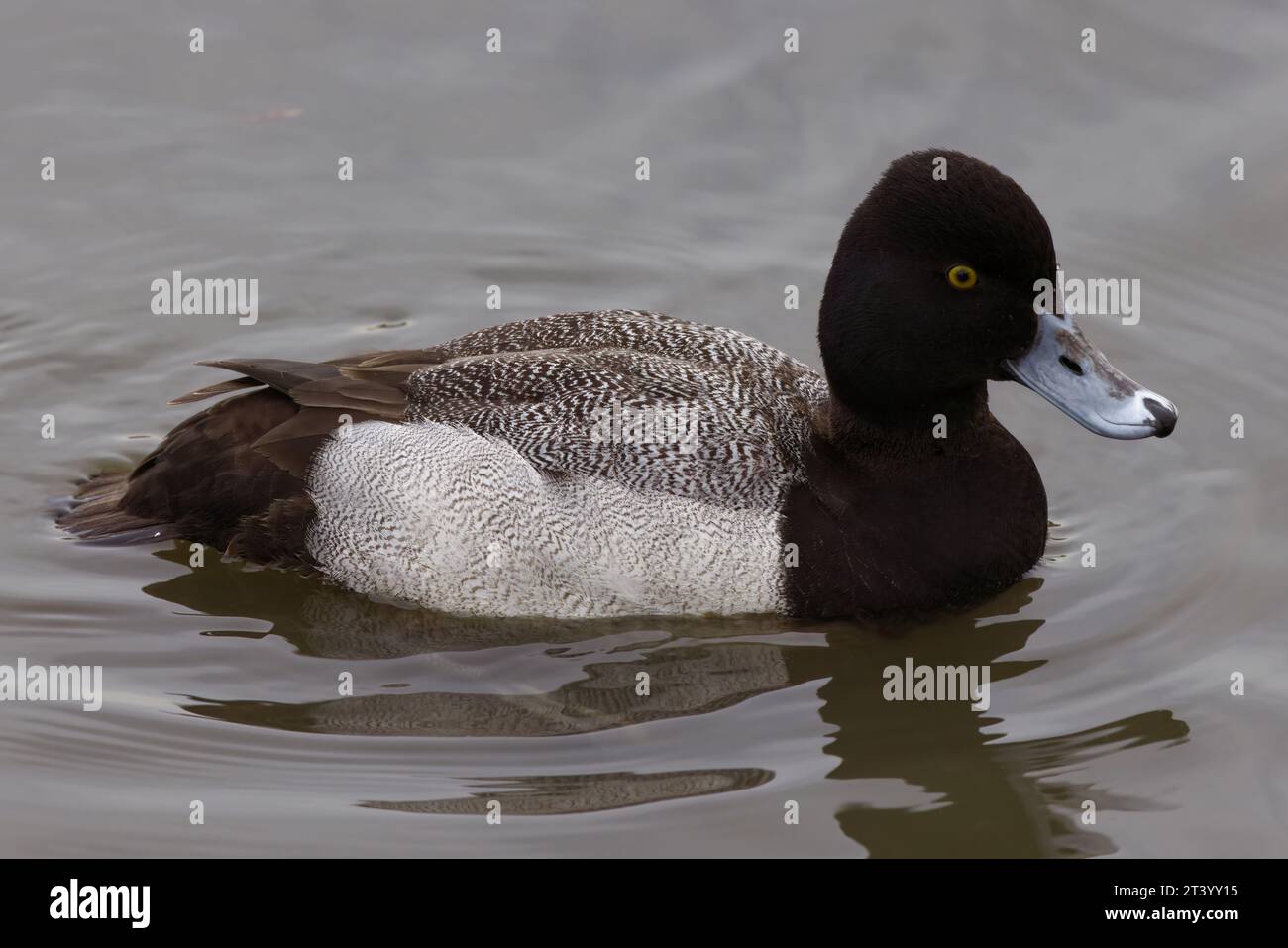 This photograph captures a Lesser Scaup (Male) on a winter morning. It ...