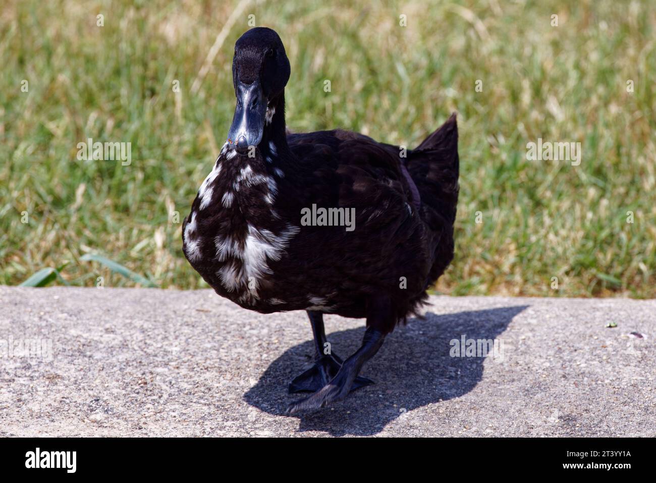 This photograph captures a Mallard Hybrid (Male) on a summer day ...