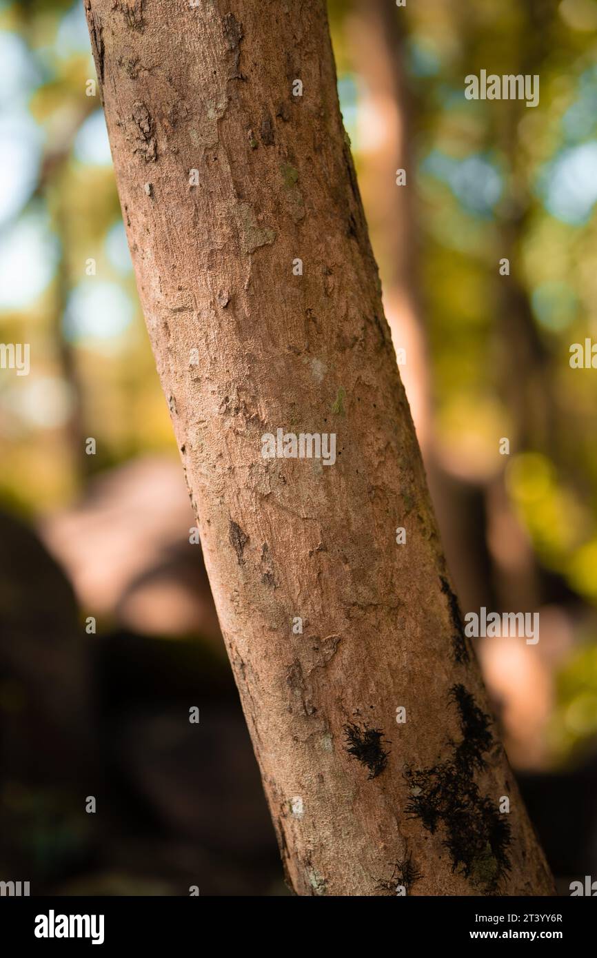 The brown wood and the branches of a tree standing in the jungle inside ...