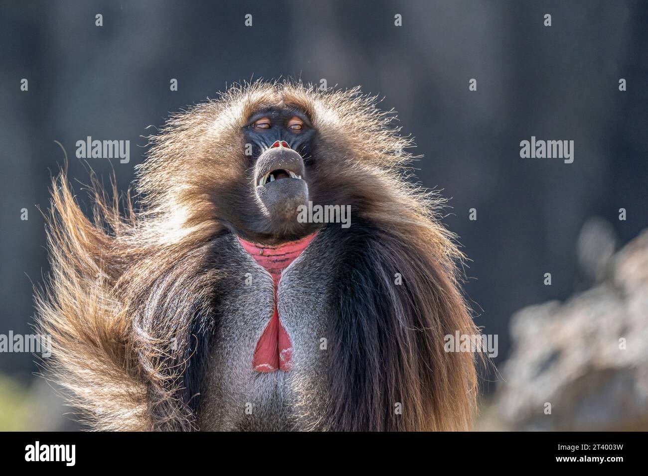 Close up of a male Gelada monkey (Theropithecus gelada) in Simien ...