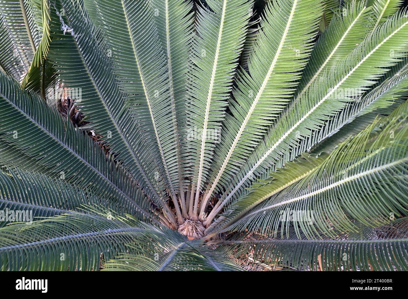 Dioon hi-res stock photography and images - Alamy