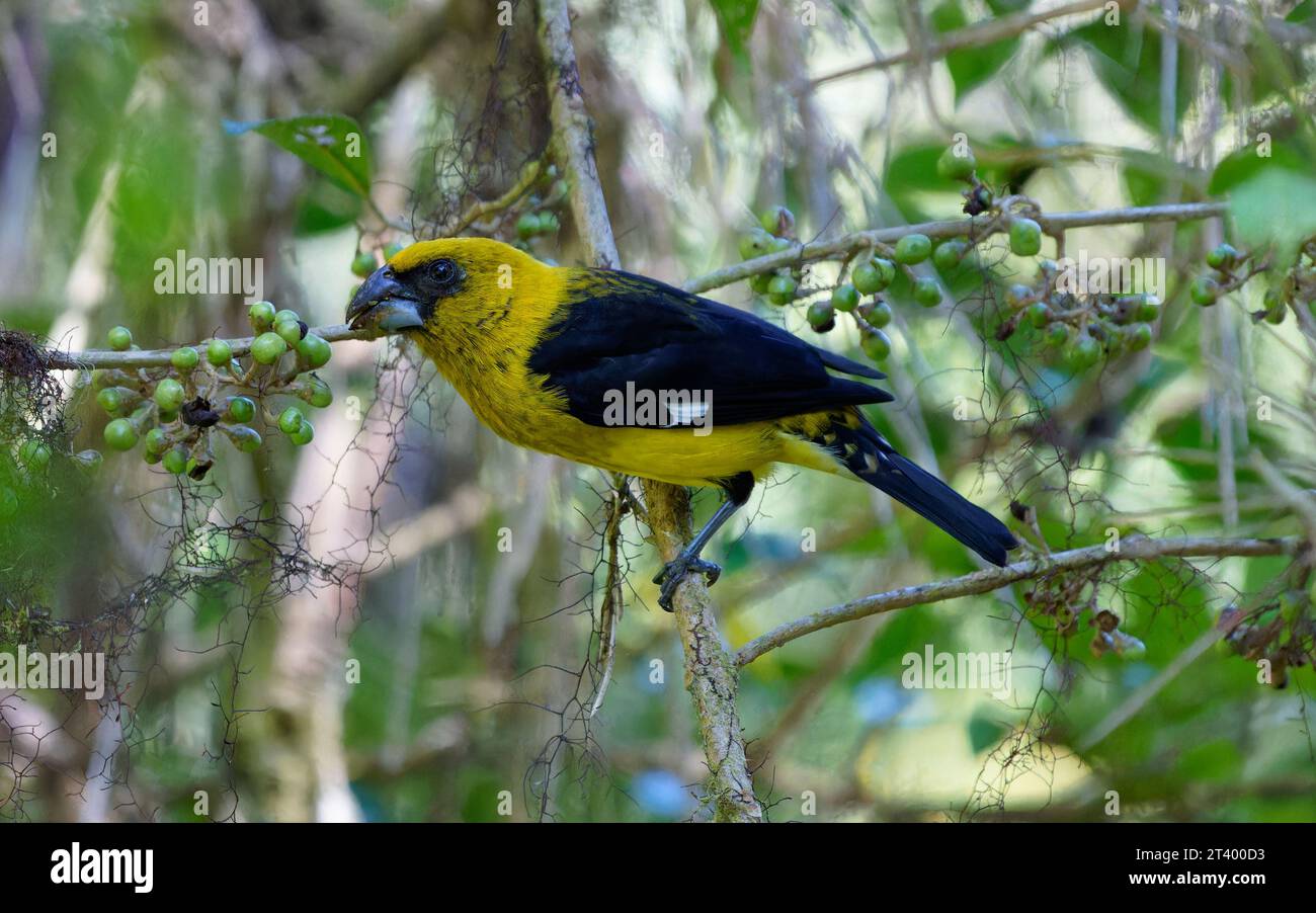 Grossbeak hi-res stock photography and images - Alamy