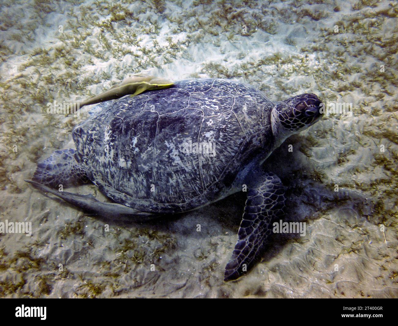 Turtle underwater in the red sea Stock Photo - Alamy