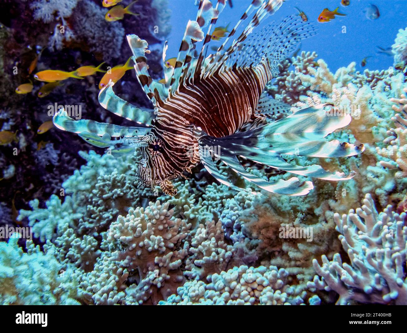 Red sea dwarf lionfish hi-res stock photography and images - Alamy