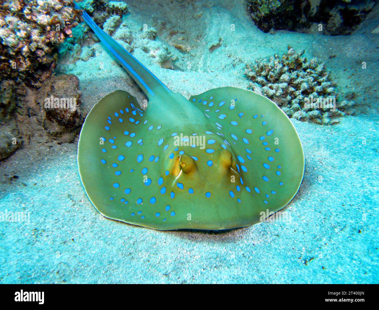 Ray fish in the coral reef Stock Photo - Alamy
