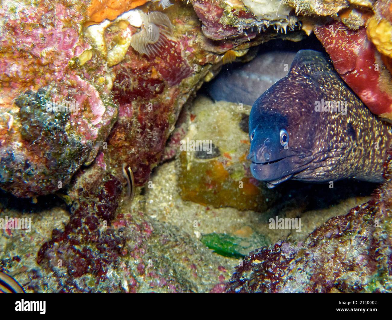 Moray eel in the red sea Stock Photo - Alamy