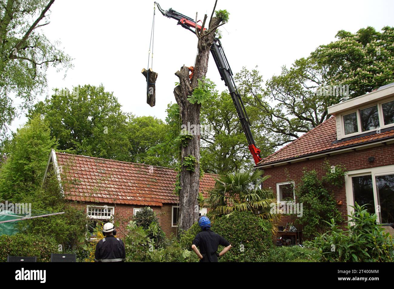 Sawn-off part of the trunk is lifted with a crane. Sick horse-chestnut ...