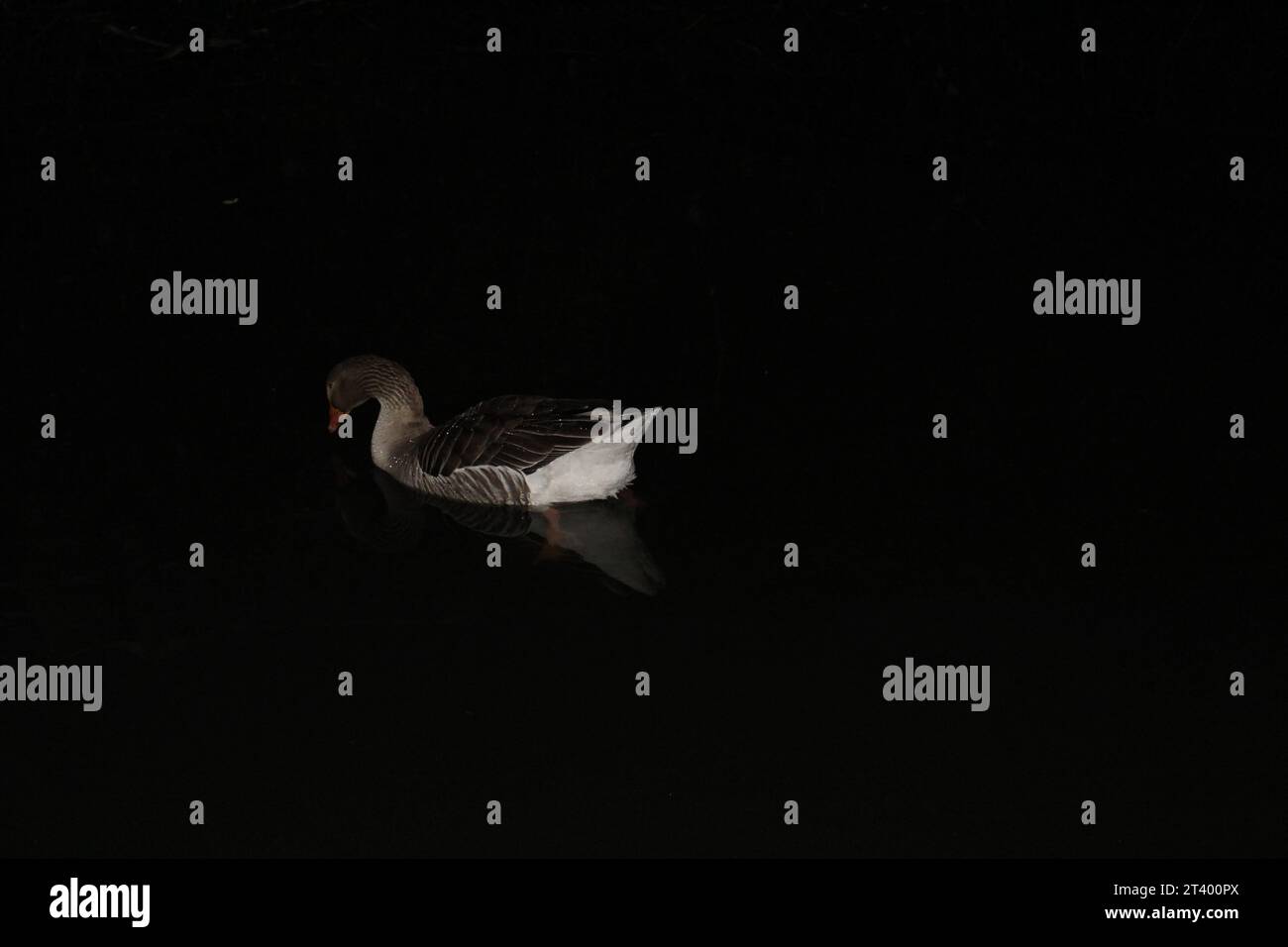 Graylag Goose floating in water at night with its white feathers ...