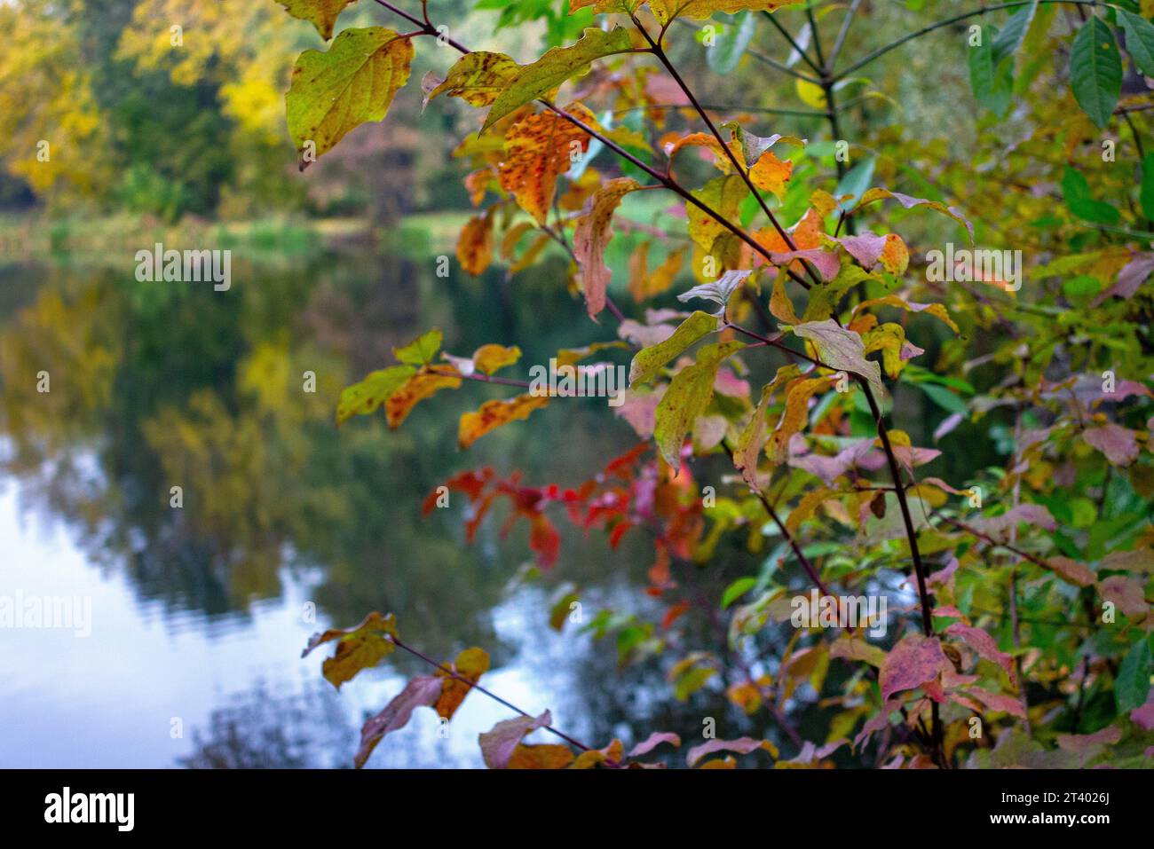 colorful autumn around the pond, autumn pond Stock Photo - Alamy