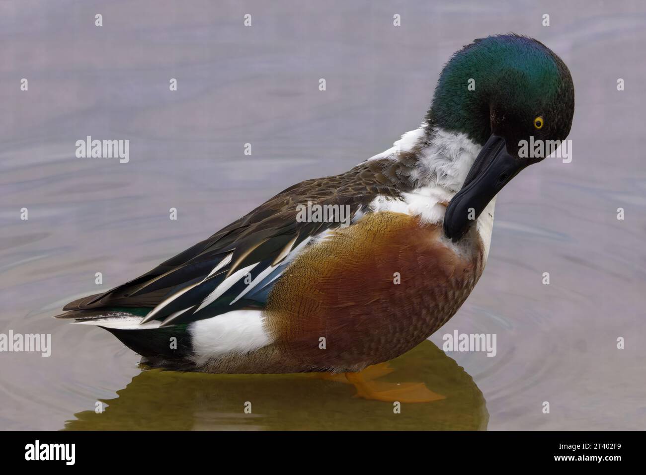 Duck with spoon shaped beak hi-res stock photography and images - Alamy