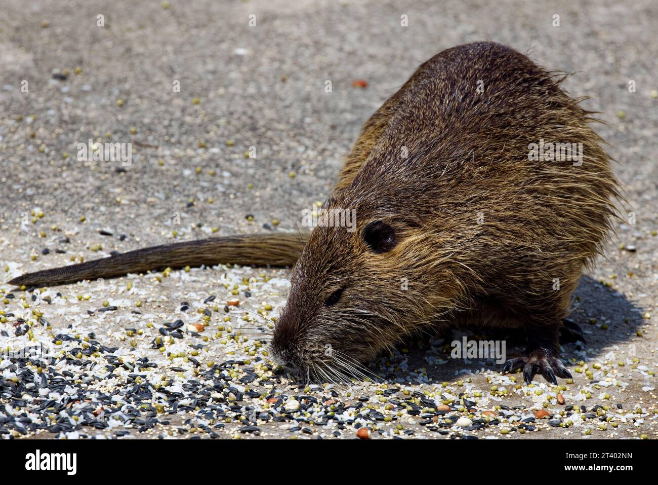 Muskrats tail hi-res stock photography and images - Alamy