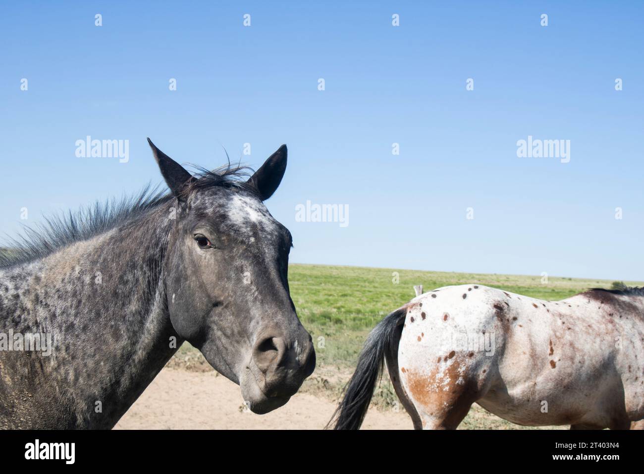Portrait of Indian pony horses in farmyard in Kansas prairie Stock ...