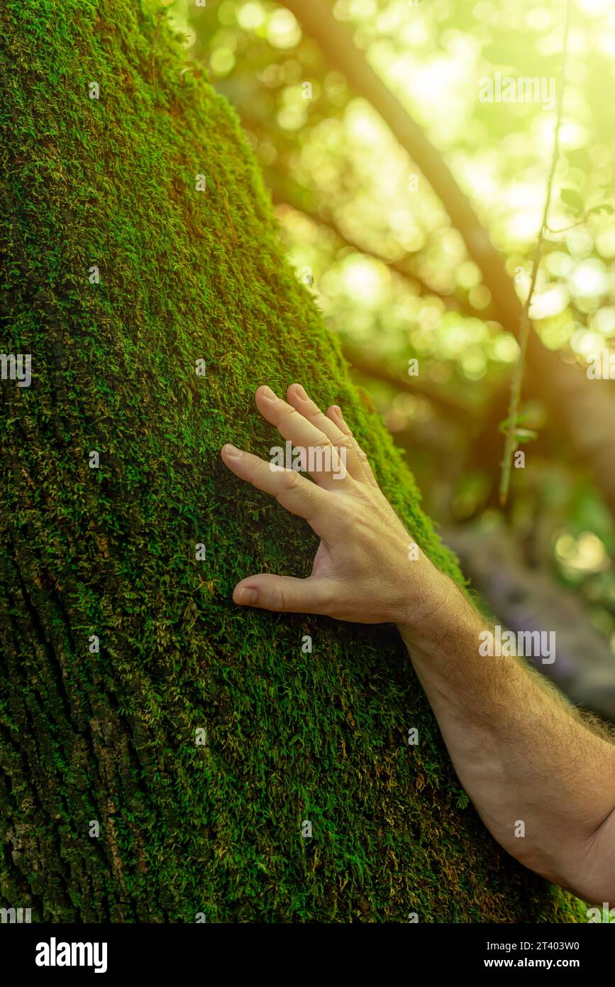 The hand of a man caressing the trunk of a tree. Love for nature ...