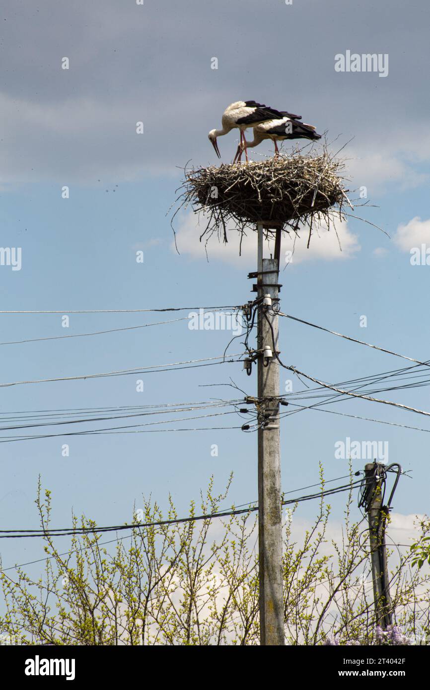 Storks in the nest on a telegraph pole in Luka village 50km from Kyiv ...