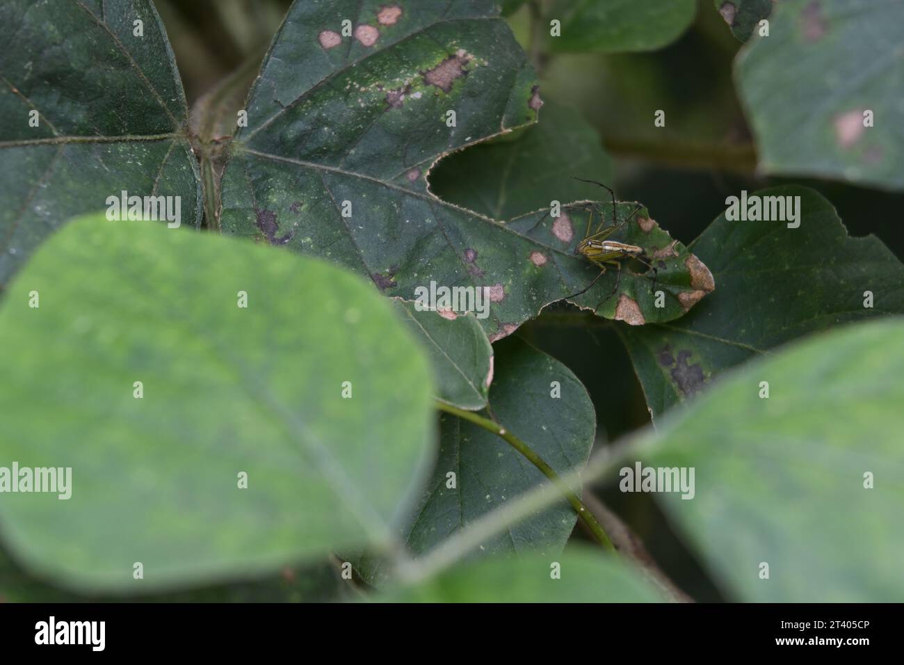 A striped lynx spider (Oxyopes Salticus) sits on the surface of a ...