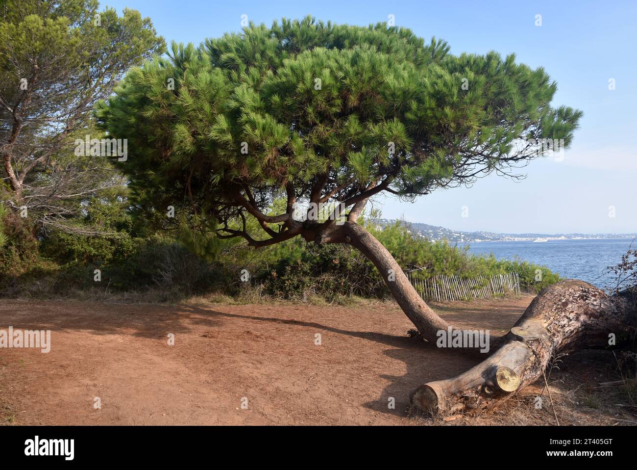 France, french riviera, ILe Sainte Marguerite, although batteredby a ...