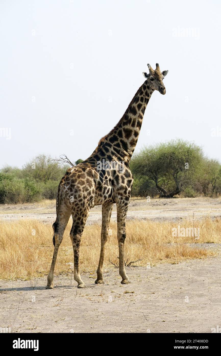 Angolan giraffe, Namibian giraffe, smokey giraffe, Girafe d'Angola ...