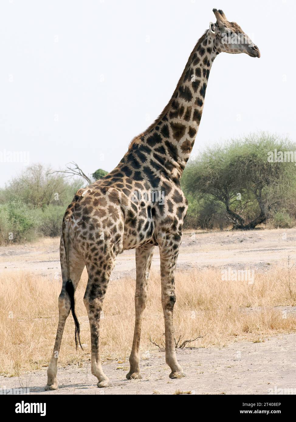 Girafe dangola hi-res stock photography and images - Alamy