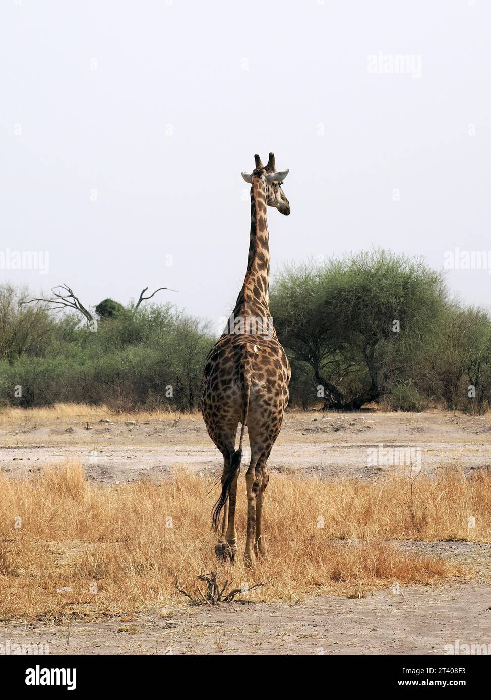 Girafe dangola hi-res stock photography and images - Alamy