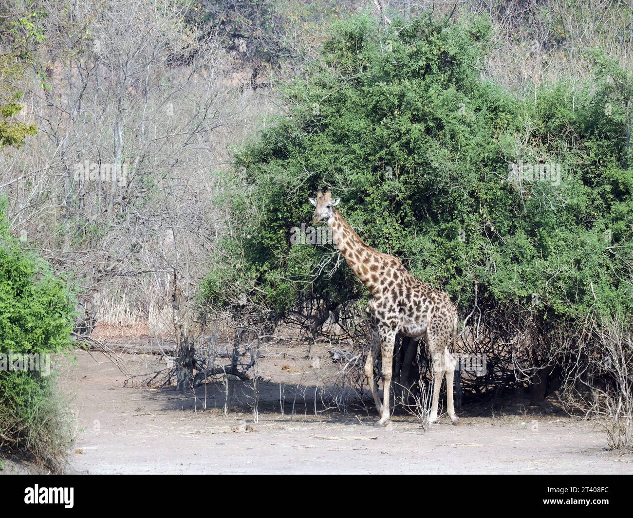 Lon 25 12098100 hi-res stock photography and images - Alamy