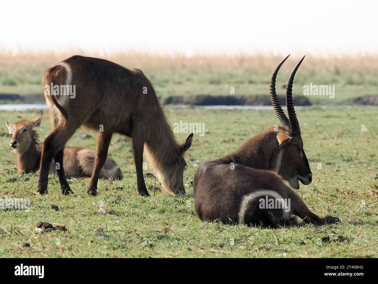Waterbuck, Ellipsen-Wasserbock, cobe à croissant, Kobus ellipsiprymnus ...