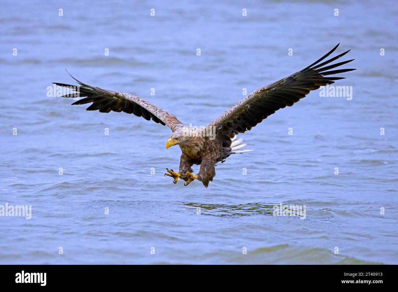 White-tailed eagle / Eurasian sea eagle / erne (Haliaeetus albicilla ...