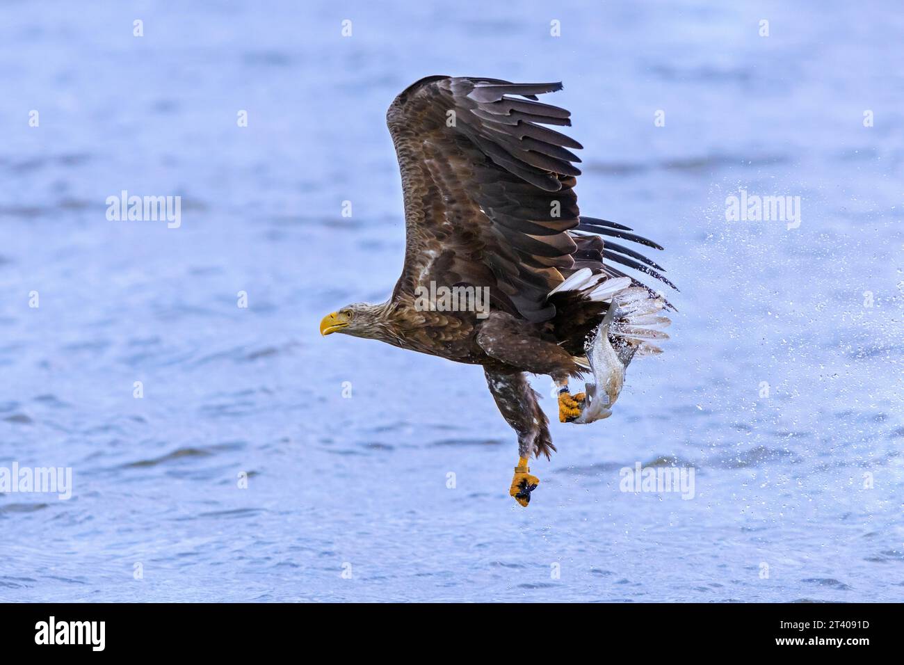 Eagles lakes hi-res stock photography and images - Alamy
