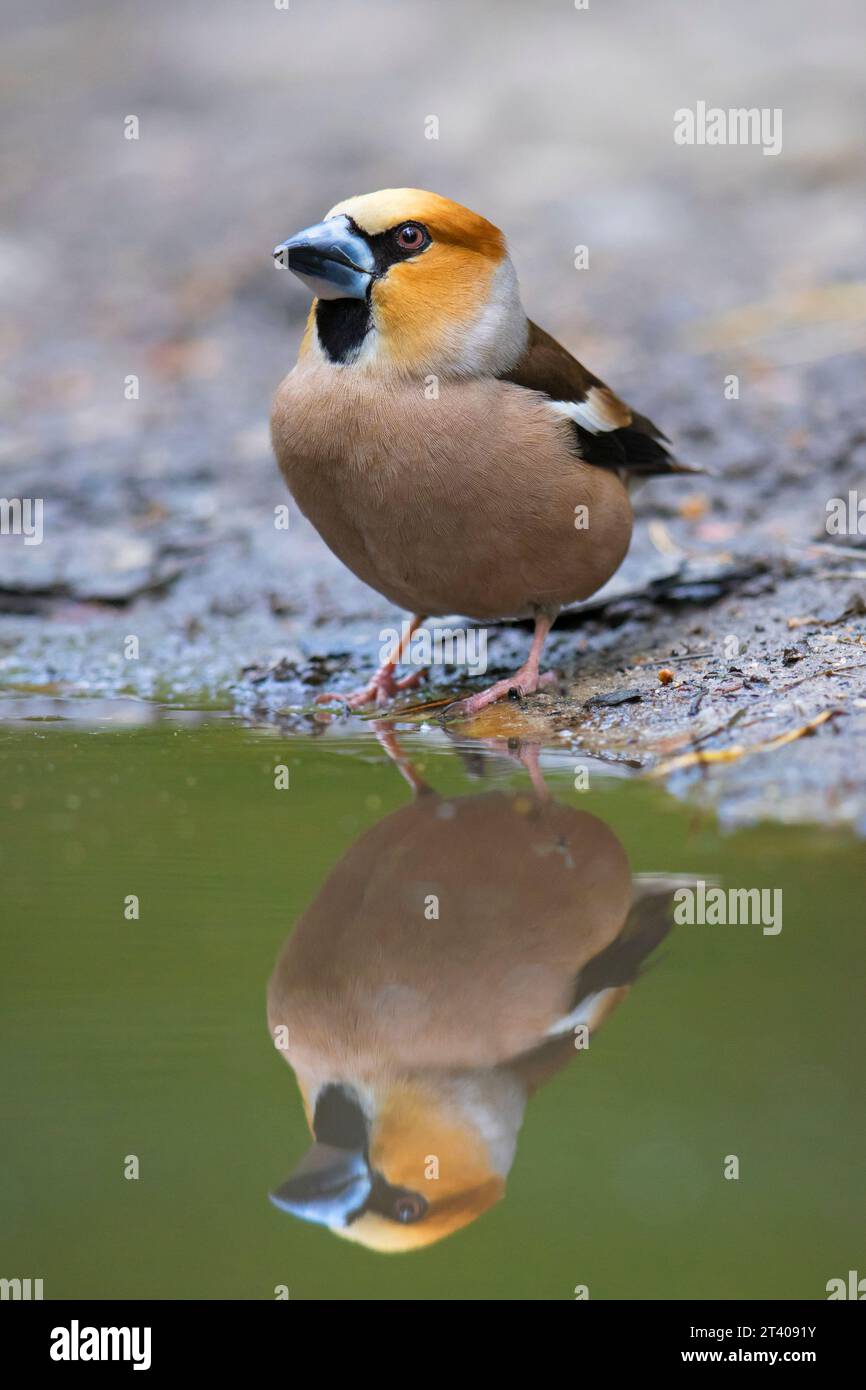 Hawfinch (Coccothraustes coccothraustes) male drinking water from ...