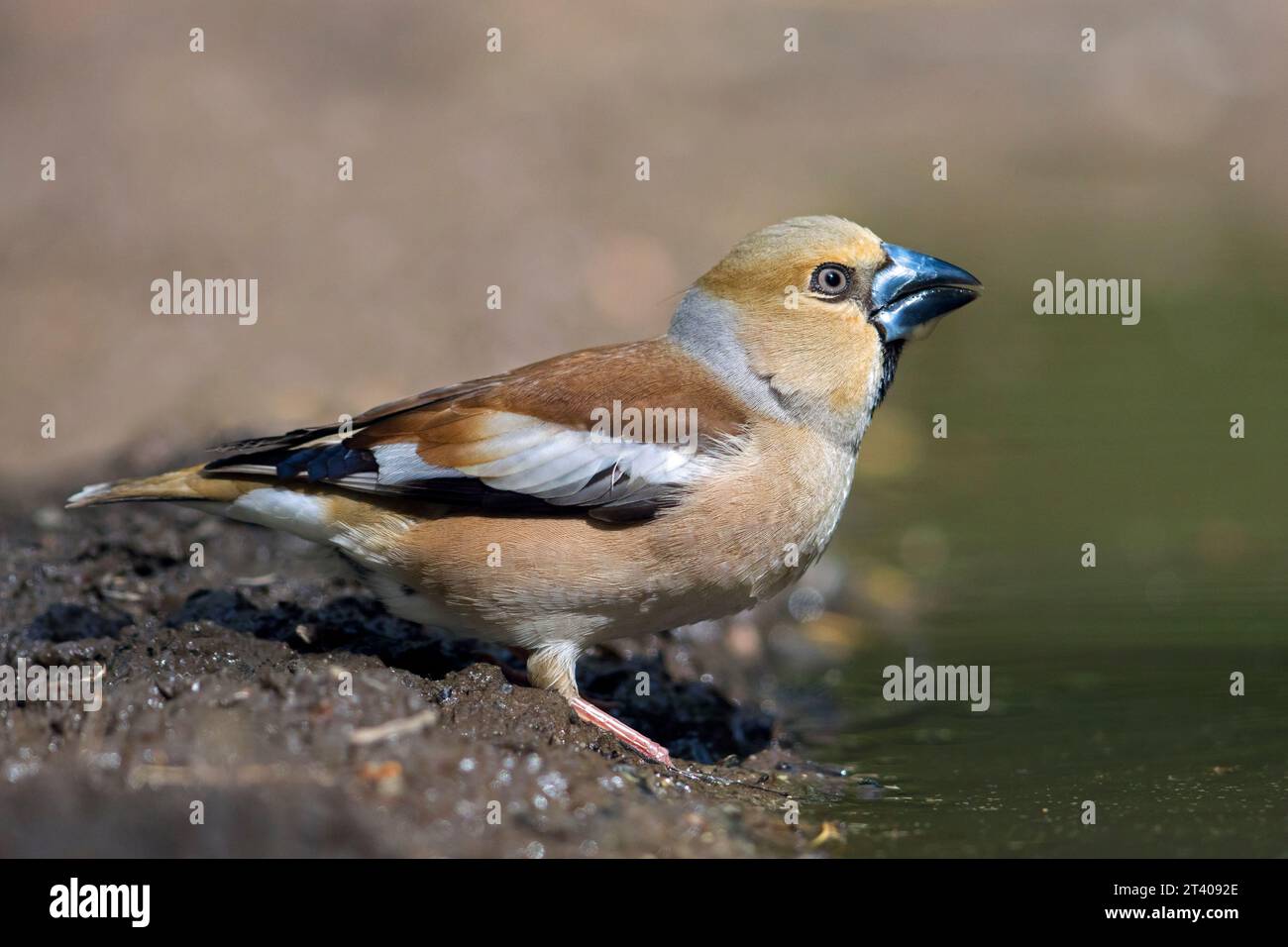 Hawfinch (Coccothraustes coccothraustes) female drinking water from ...
