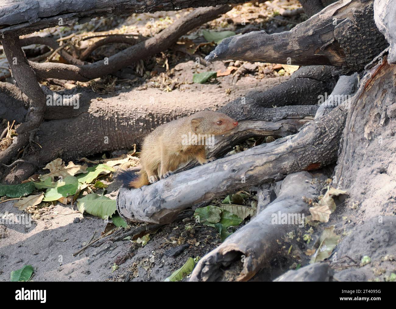 Common slender mongoose, Schlankmanguste, Mangouste rouge, Herpestes ...