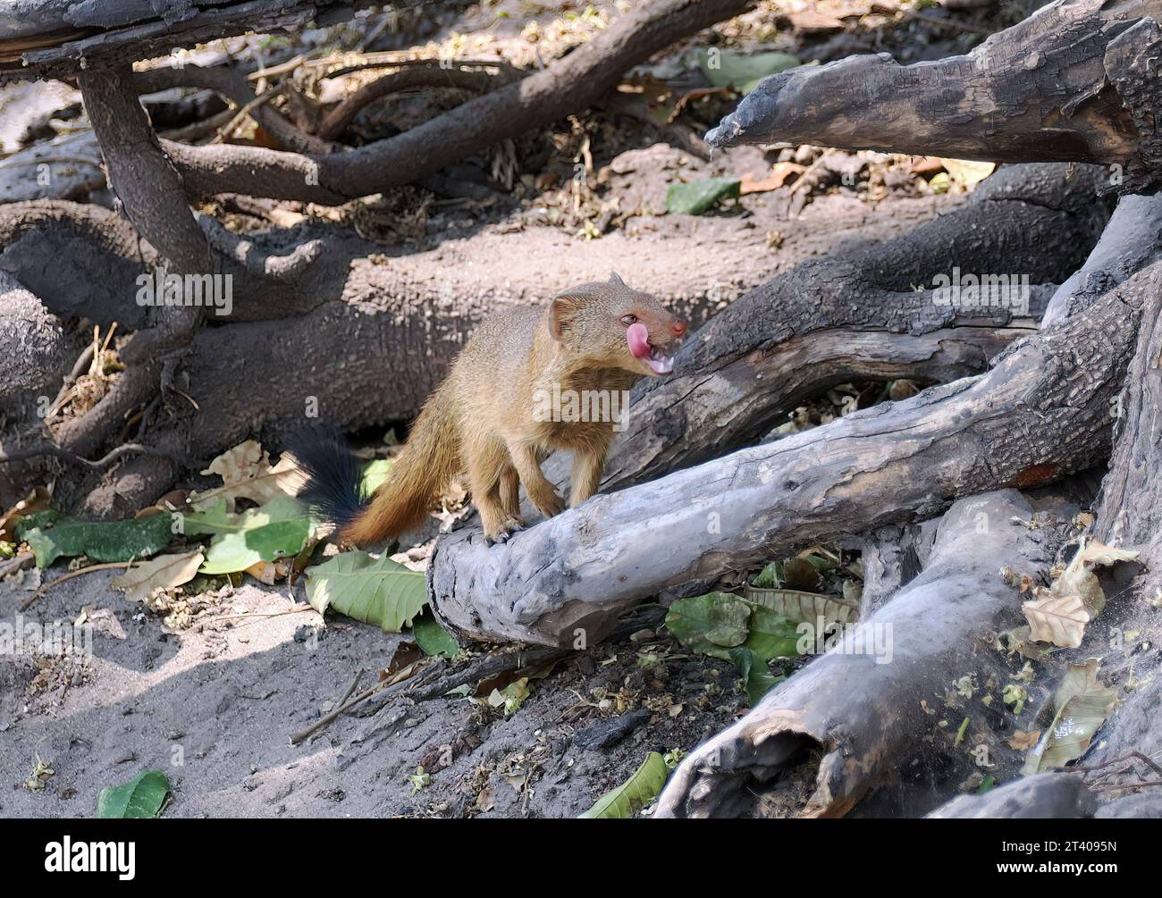 Common slender mongoose, Schlankmanguste, Mangouste rouge, Herpestes ...