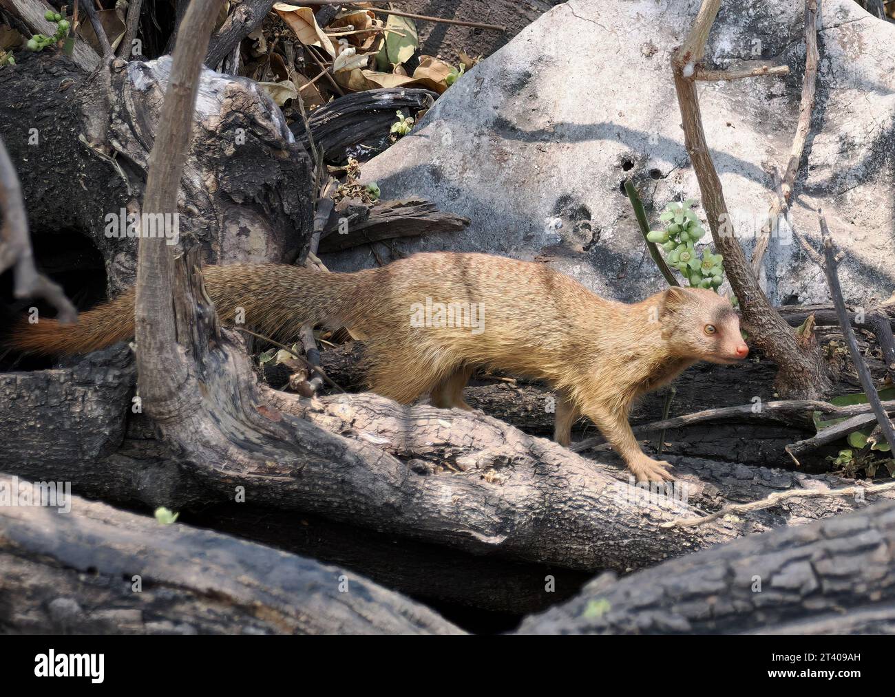 Common slender mongoose, Schlankmanguste, Mangouste rouge, Herpestes ...
