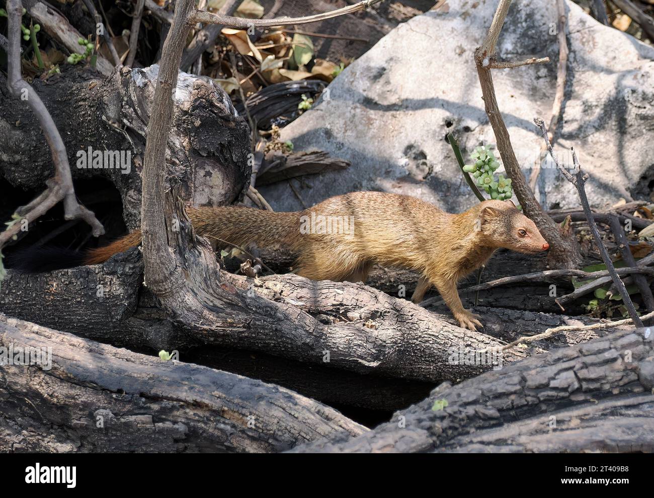 Common slender mongoose, Schlankmanguste, Mangouste rouge, Herpestes ...