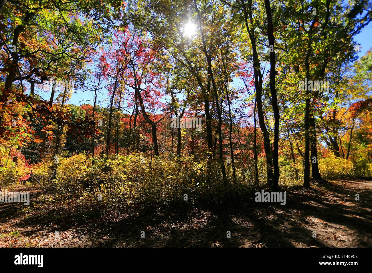Blydenburgh forest hi-res stock photography and images - Alamy