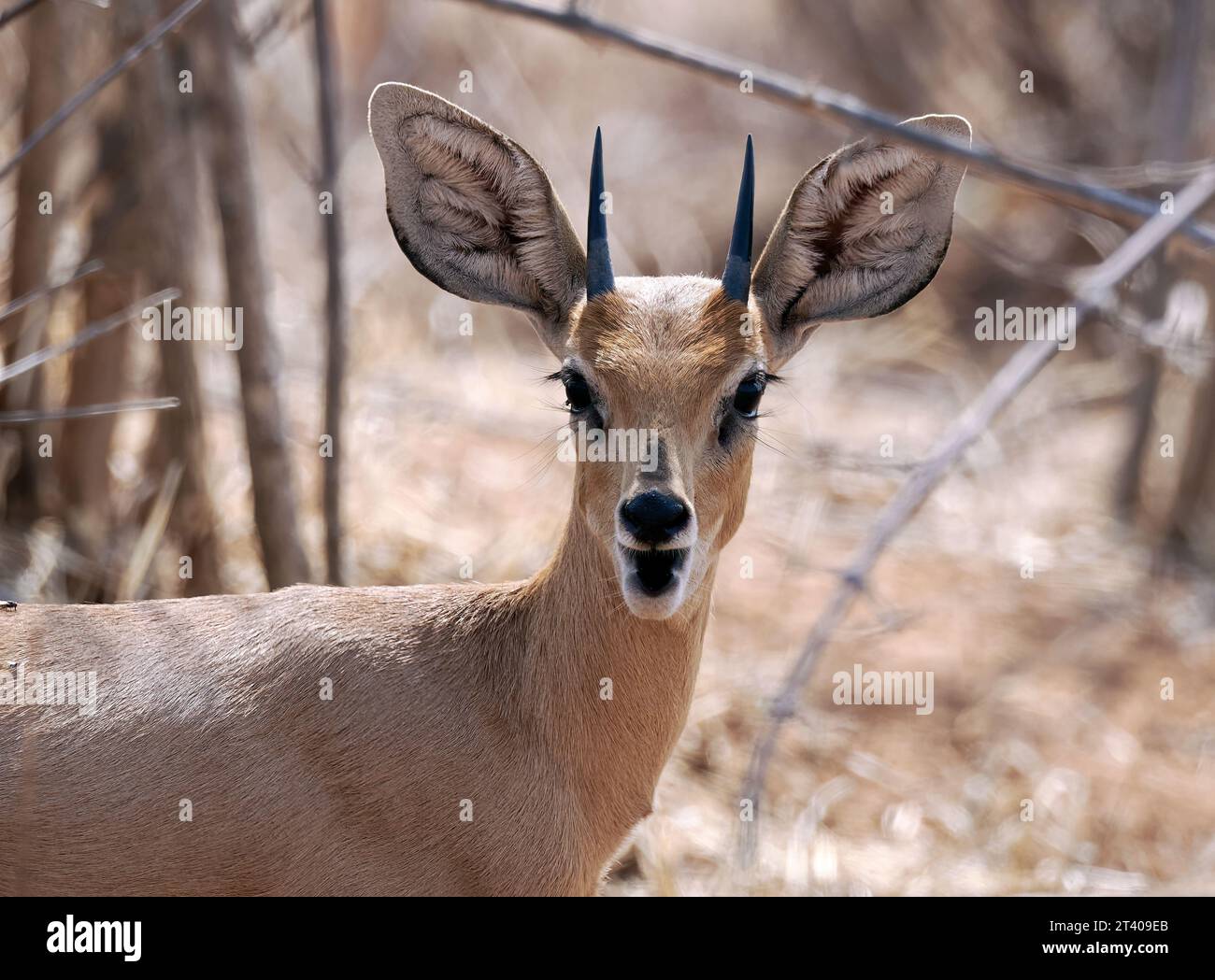 Steenbok, steinbok, steinbuck, Steinböckchen, Raphicère Champêtre ...