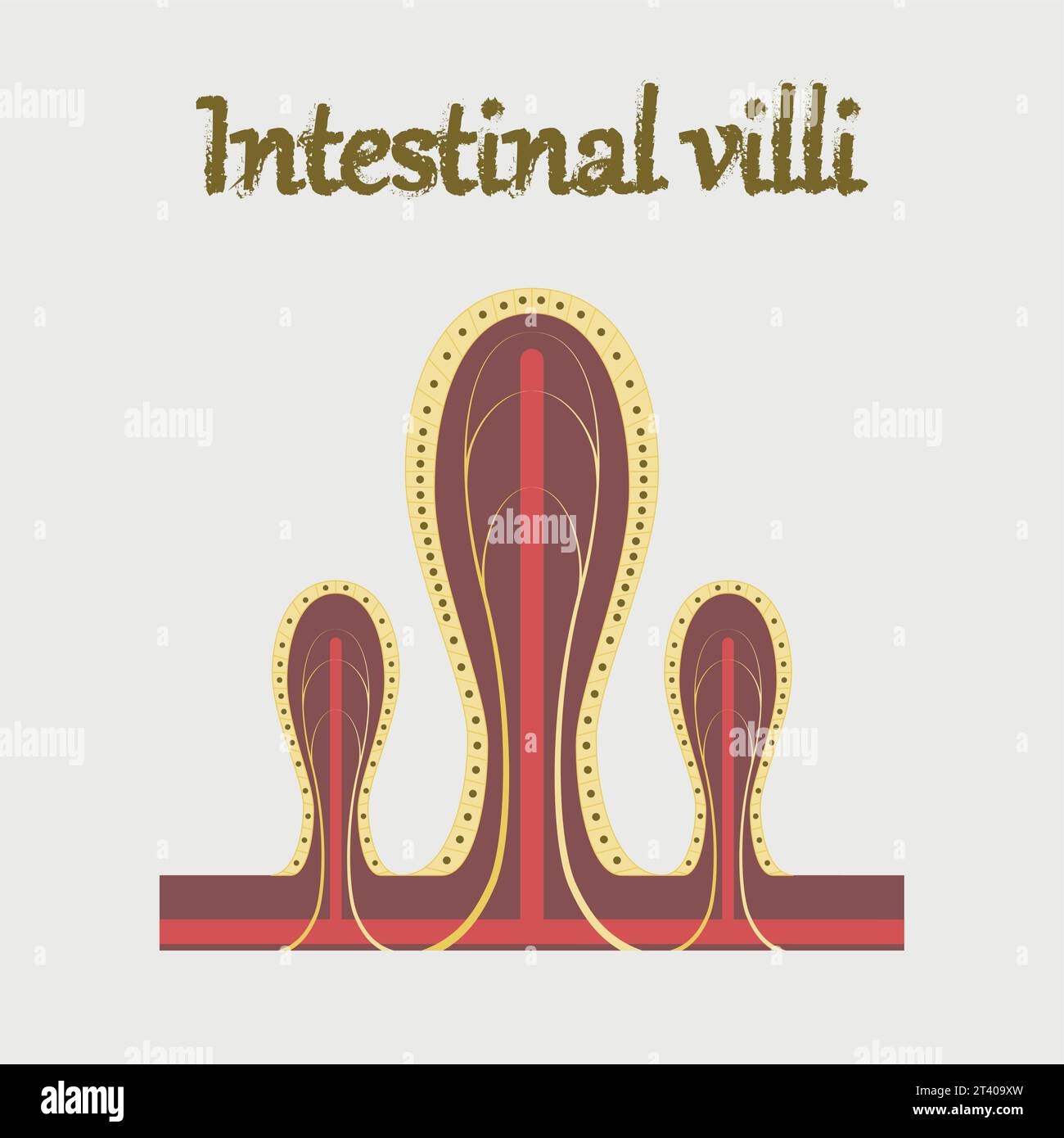 Villi microvilli vector hi-res stock photography and images - Alamy