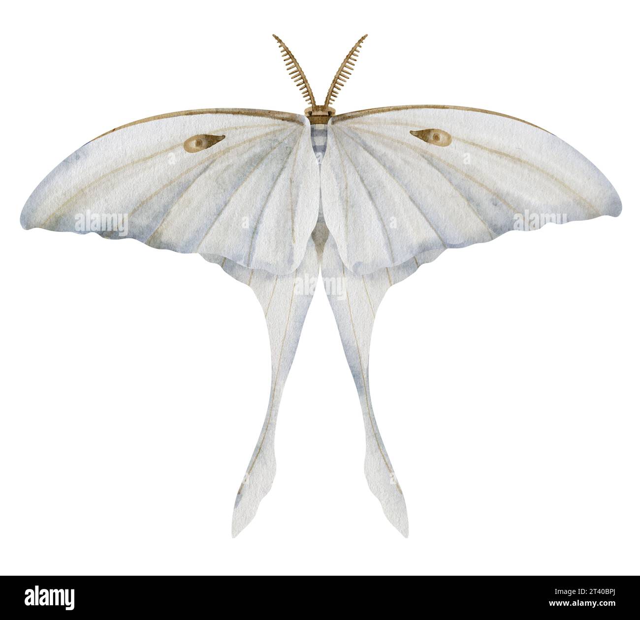 White Luna Moth on isolated background. Watercolor illustration of ...