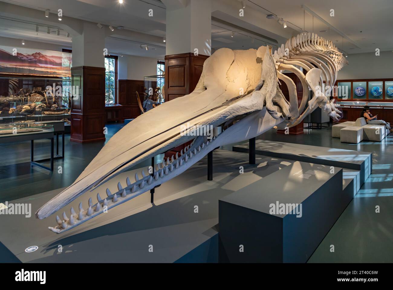 A picture of a Blue Whale skeleton at the Natural History Museum of ...