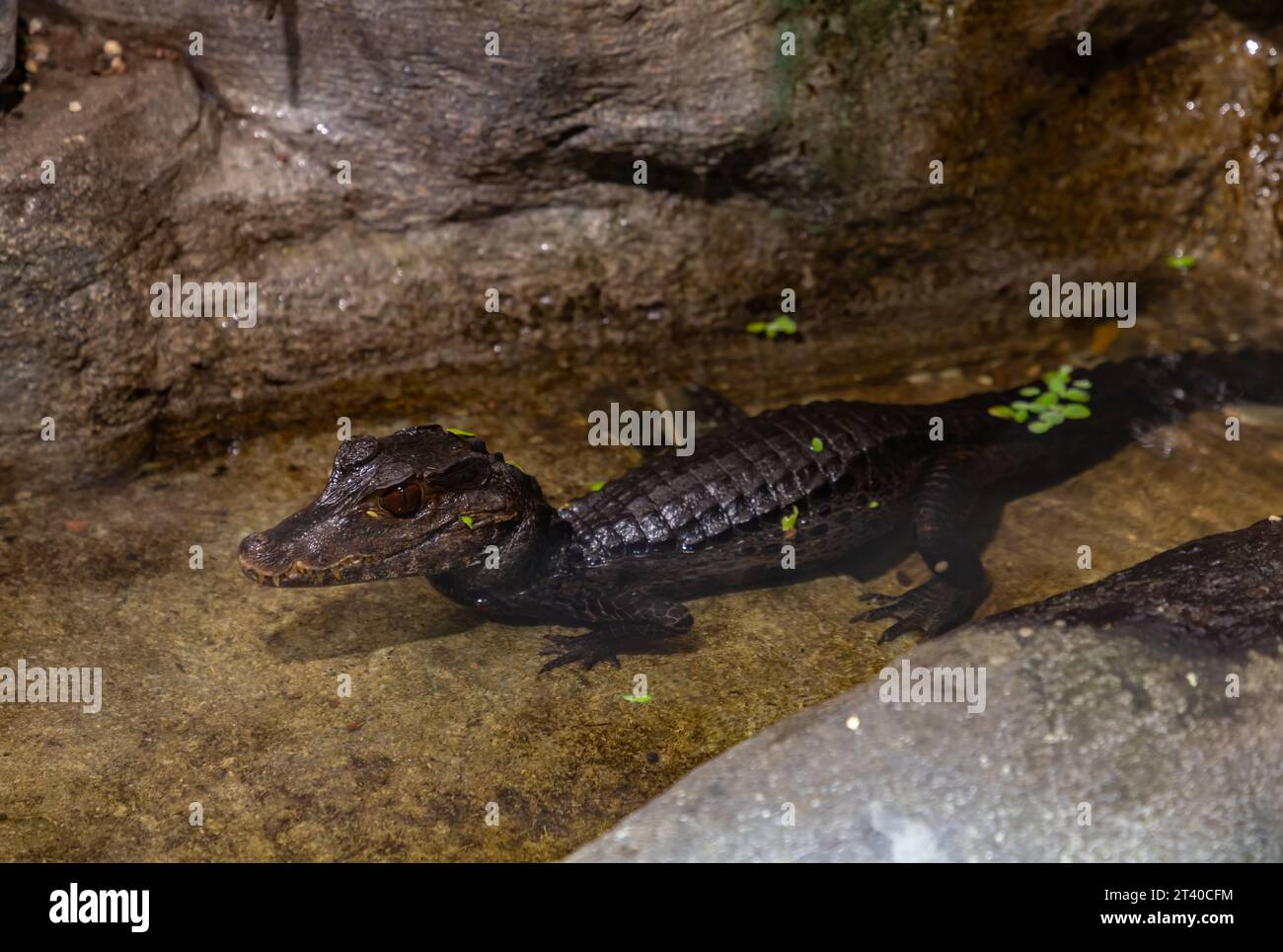 A picture of a Cuvier's Dwarf Caiman at the Oslo Reptile Park Stock ...