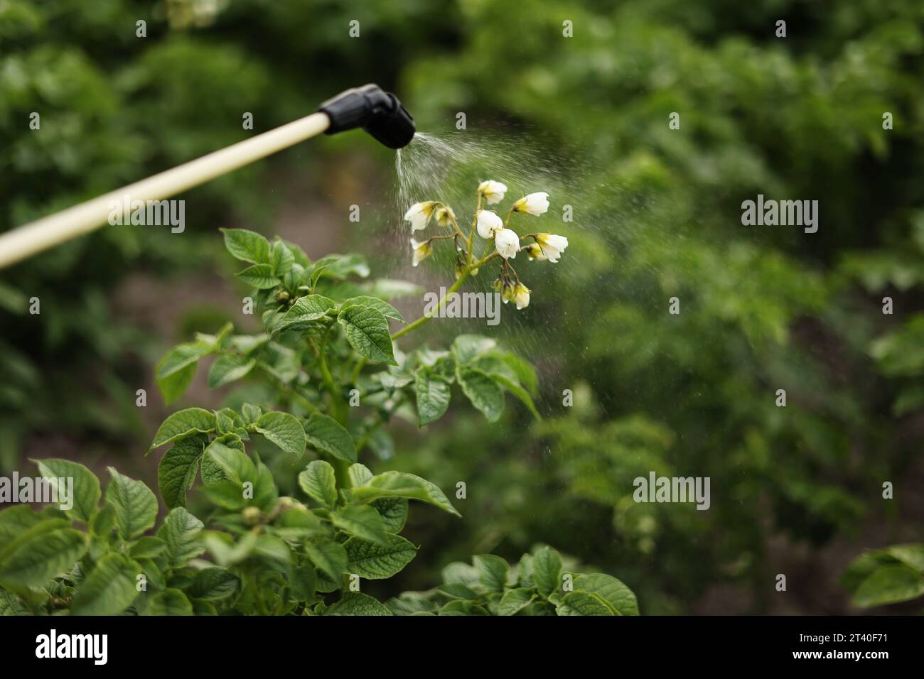 Spraying blooming potatoes plantation with pesticides by the ...